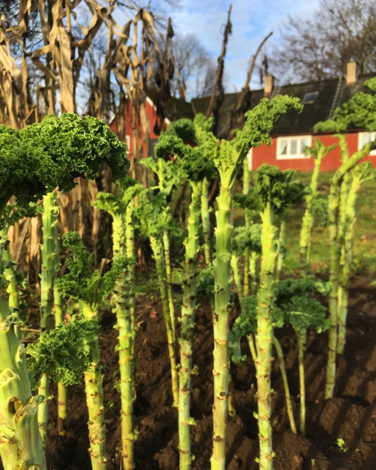 East Friesian Palm Kale – Bokeslundsgården