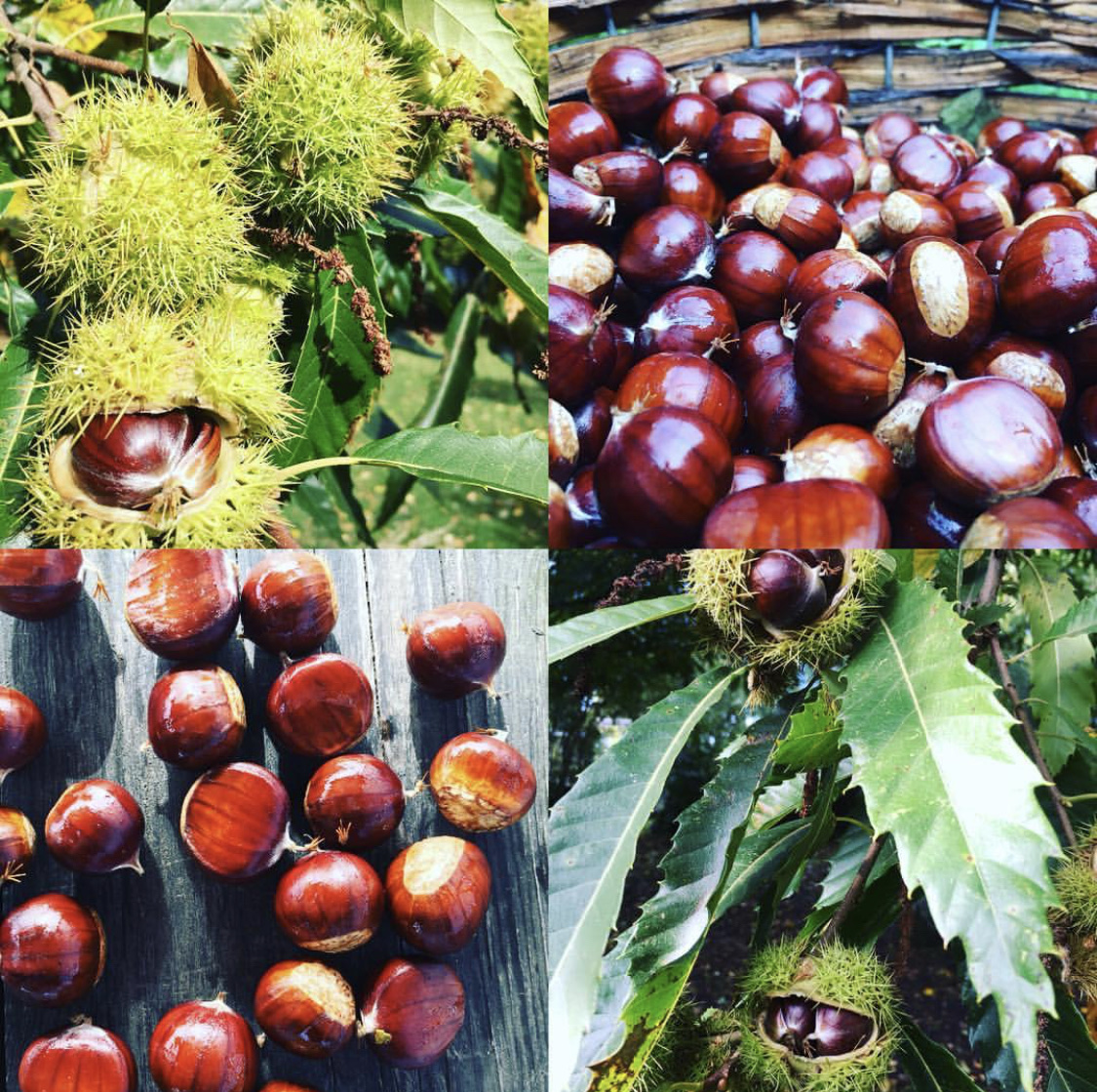Chestnut baby – Bokeslundsgården