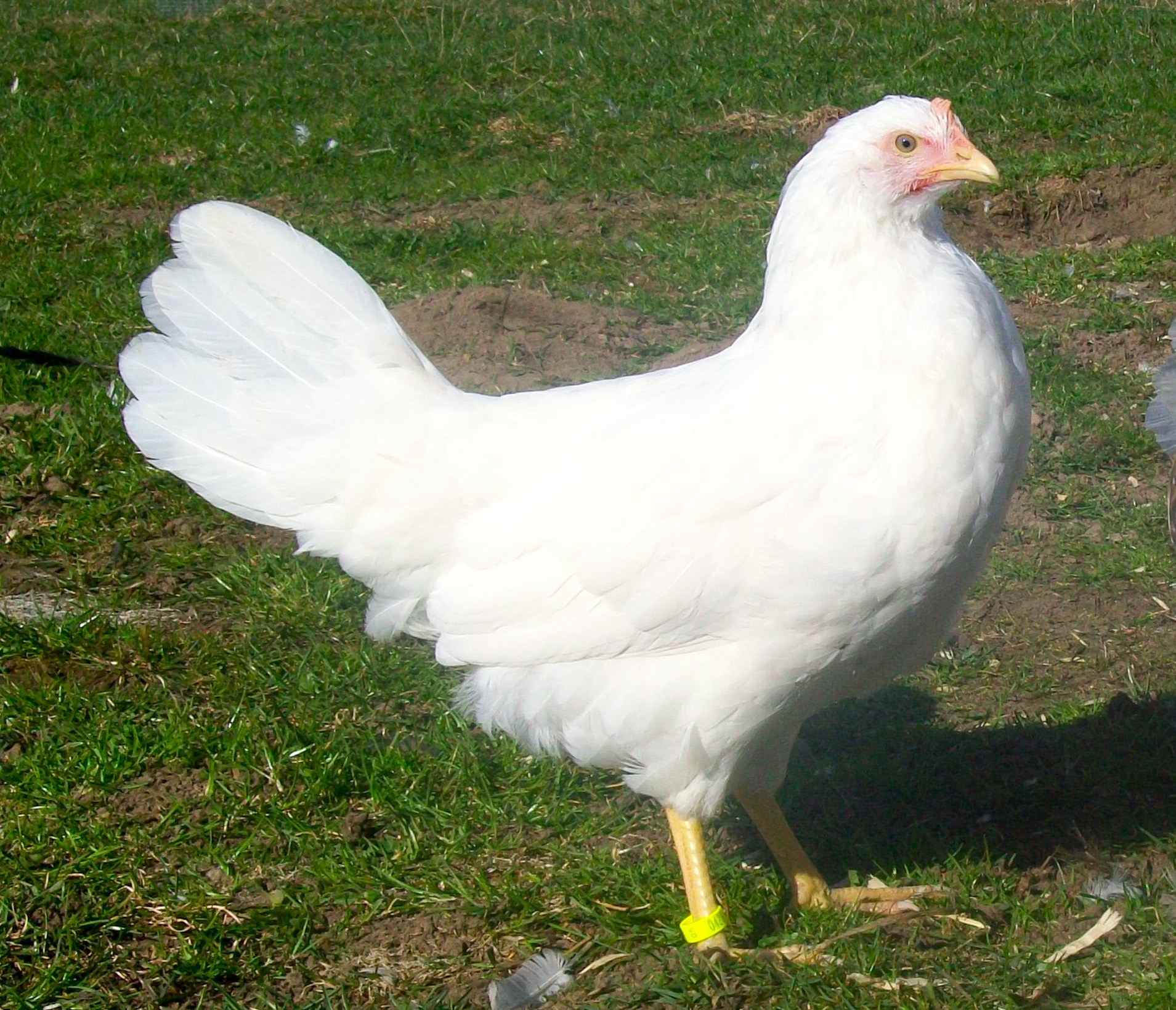 The true old fashioned Swedish white Leghorn – Bokeslundsgården