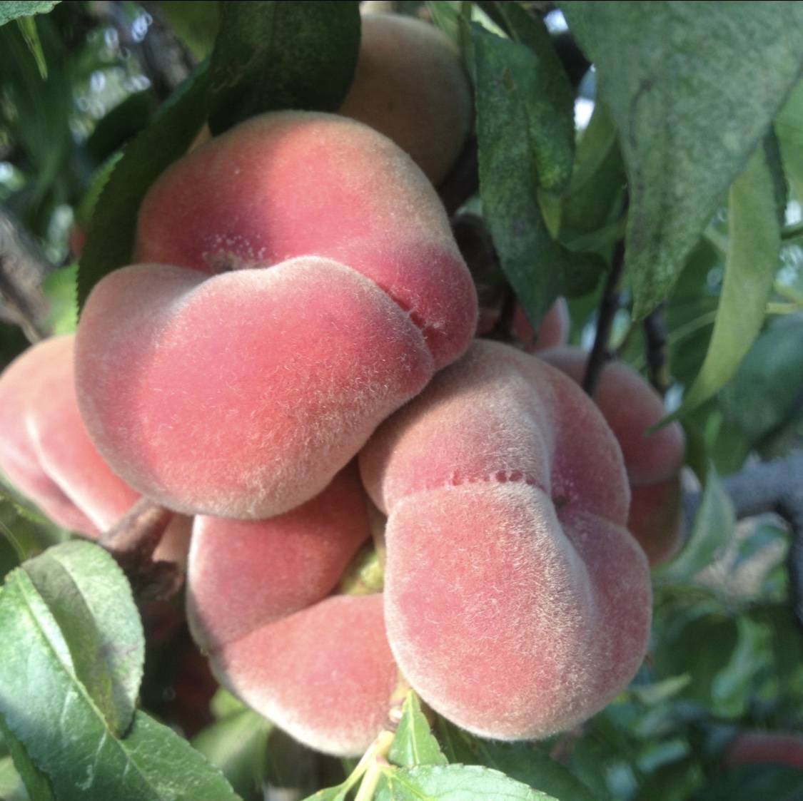 Chinese Imperial peaches – Bokeslundsgården