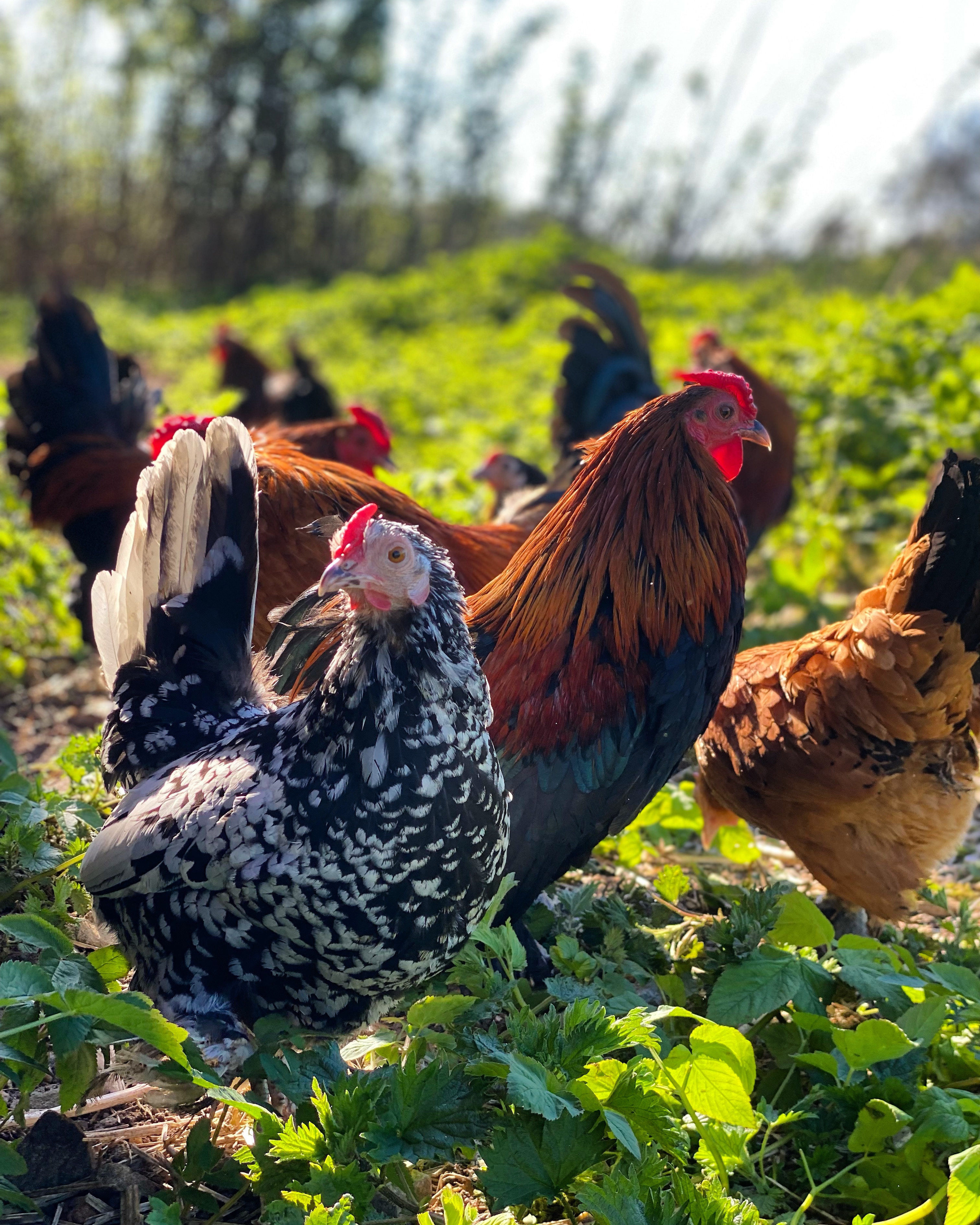 TGIF farm edition – Bokeslundsgården