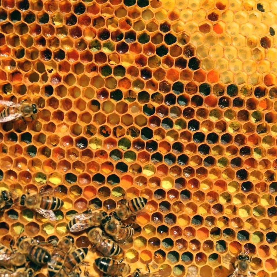 Rainbow 🌈 bees – Bokeslundsgården