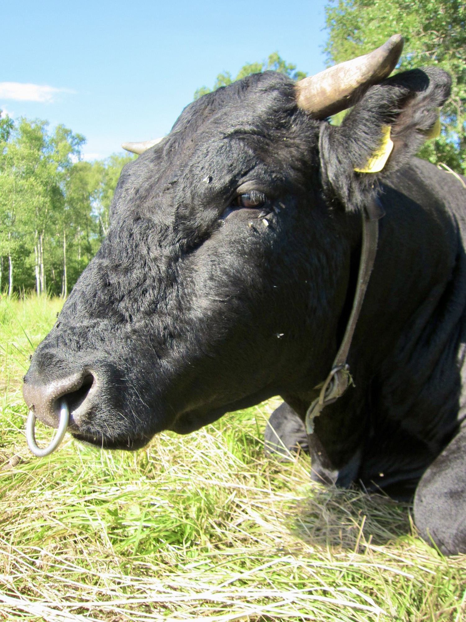 Why do some bulls have a nose ring? – Bokeslundsgården