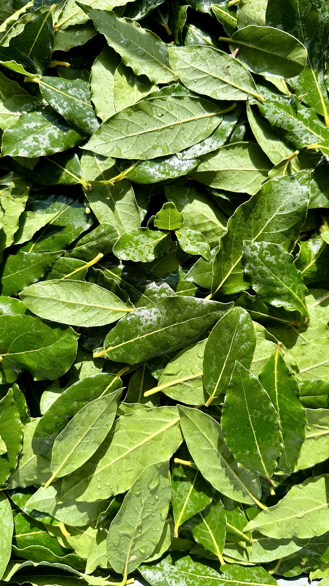Odla lagerblad i Skåne – Bokeslundsgården