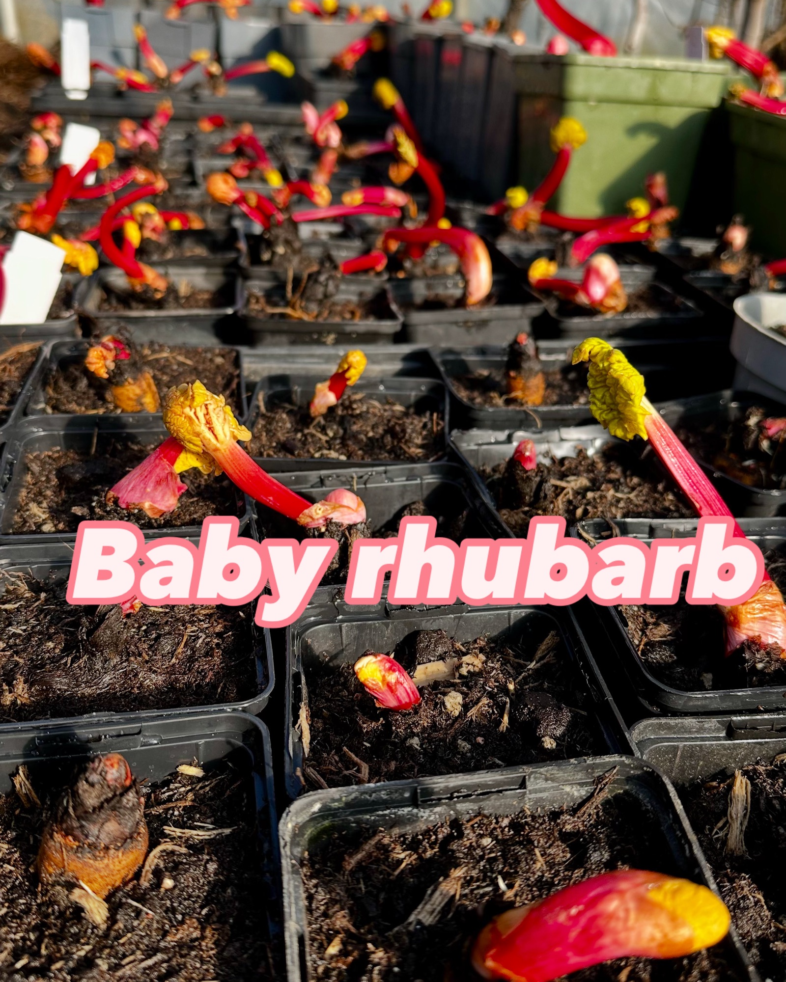New baby rhubarb – Bokeslundsgården